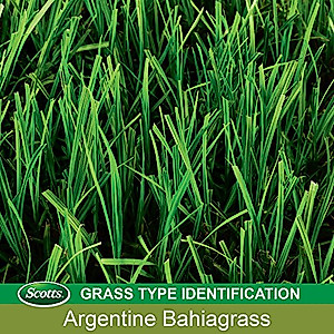 Scotts Turf Builder Grass Seed Argentine Bahiagrass, Excellent Heat & Drought Resistance, 5 lbs.