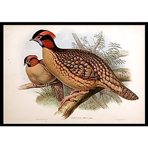 [Dr. Cabot's Horned Pheasant] Ceriornis caboti