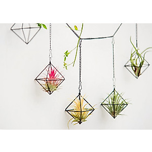 libproqia Small Air Plants Holders Black Hanging Airplants Hangers Iron Wire Airferns Display Frame Geometric Tillandsia Air Planter with Chains for Wall Mounted Himmeli Decor 6pcs(No Plants)