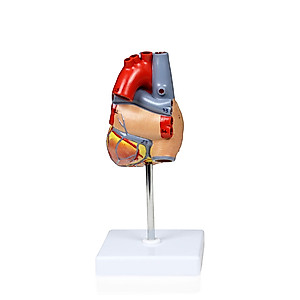 Vision Scientific VAC405-AN Life-Size Human Heart | 2 Parts | Anterior Wall Detachable to Reveal Ventricles, Atria, Valves, and The Aorta | Labelled Diagram Included