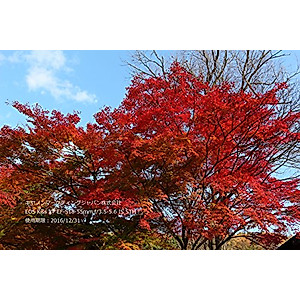 Canon DSLR Camera EOS Kiss X7 (White) with EF 40mm F2.8 STM + EF-S 18-55mm F3.5-5.6 IS STM - International Version (No Warranty)