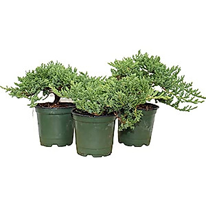 Windswept Juniper Bonsai Trees - Easy to Care for, Responds Well to Wiring and Reshaping, Strictly an Outdoor Bonsai Tree, 4-inch Plastic Pots, 3 Tree Set