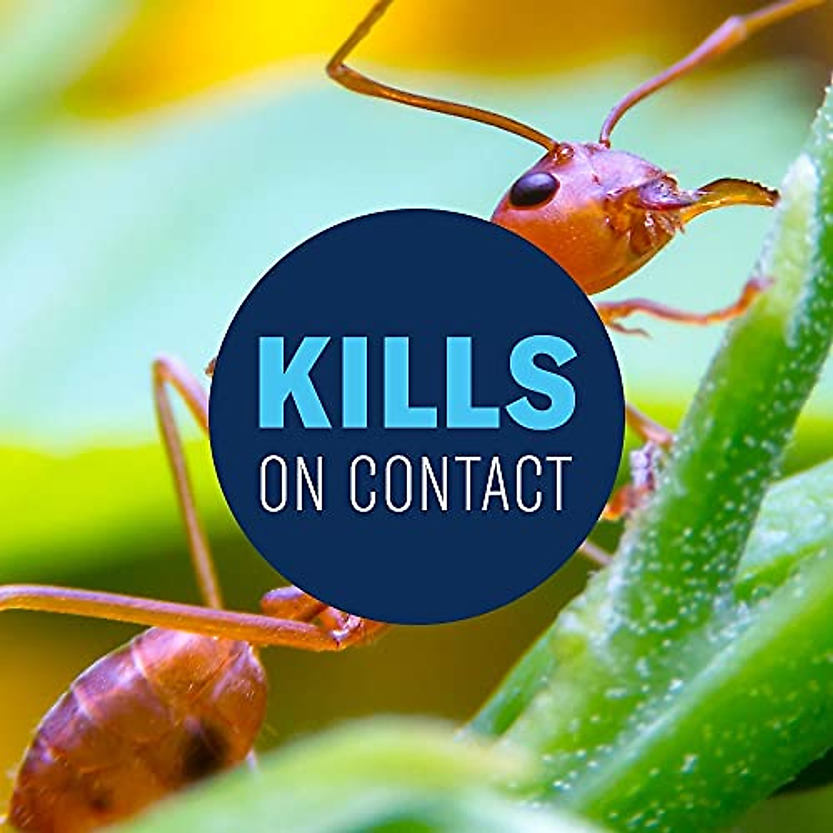 BioAdvanced 24 Hour Lawn Insect & Fire Ant Killer, Granules, 10 lb