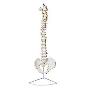 MonMed Life Size Vertebral Column Model with Spinal Nerves, Skull Base, and Pelvis – Flexible Spine Model with Stand