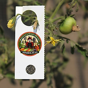 Nature's Good Guys 1,000 Encarsia Formosa Eggs for Whitefly Control