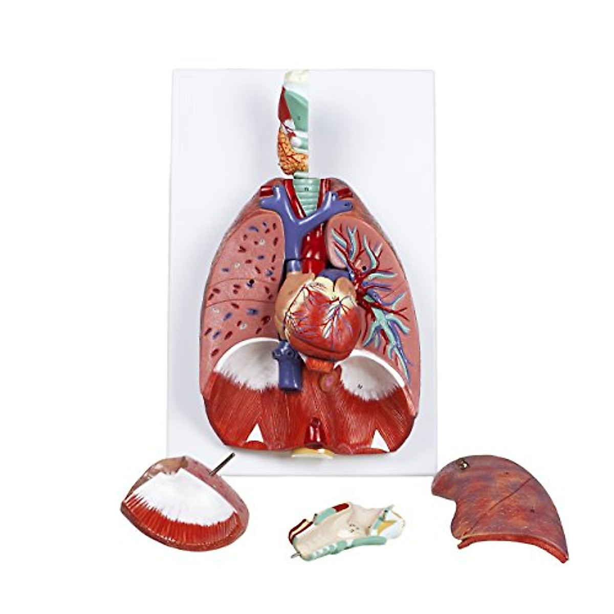 Jackson Global JS00091 Human Respiratory System | Life Size | Includes 7 Removable Parts