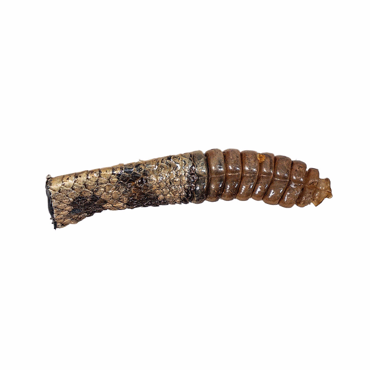 Real Rattlesnake Rattle and Tail (AZ-598-P505)