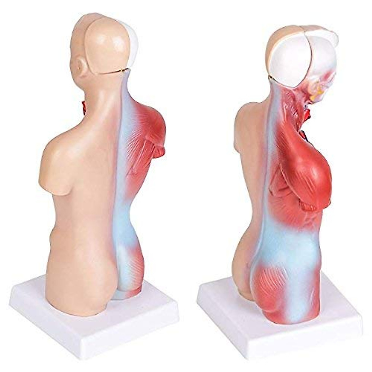 11-inch Male Human Torso Body Anatomy Model Including Skeleton Visceral for Medical Students Study