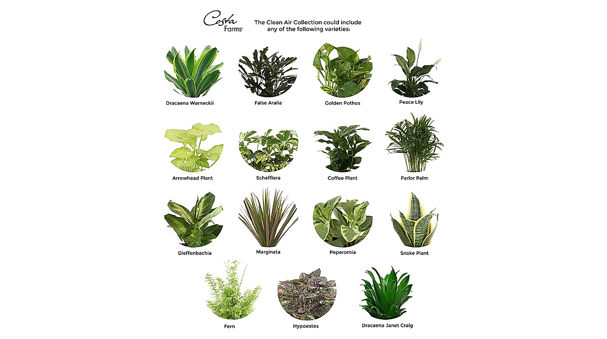 Clean Air Houseplants Subscription Box - Costa Farms