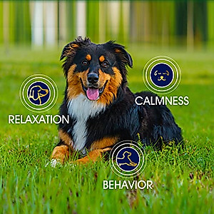 Hemp Calming Chews for Dogs with Anxiety and Stress - Dog Calming Treats - Dog Anxiety Relief - Separation - Travel - Barking - Melatonin for Dogs - Hemp Oil - Calming Treats for Dogs - 90 Chews
