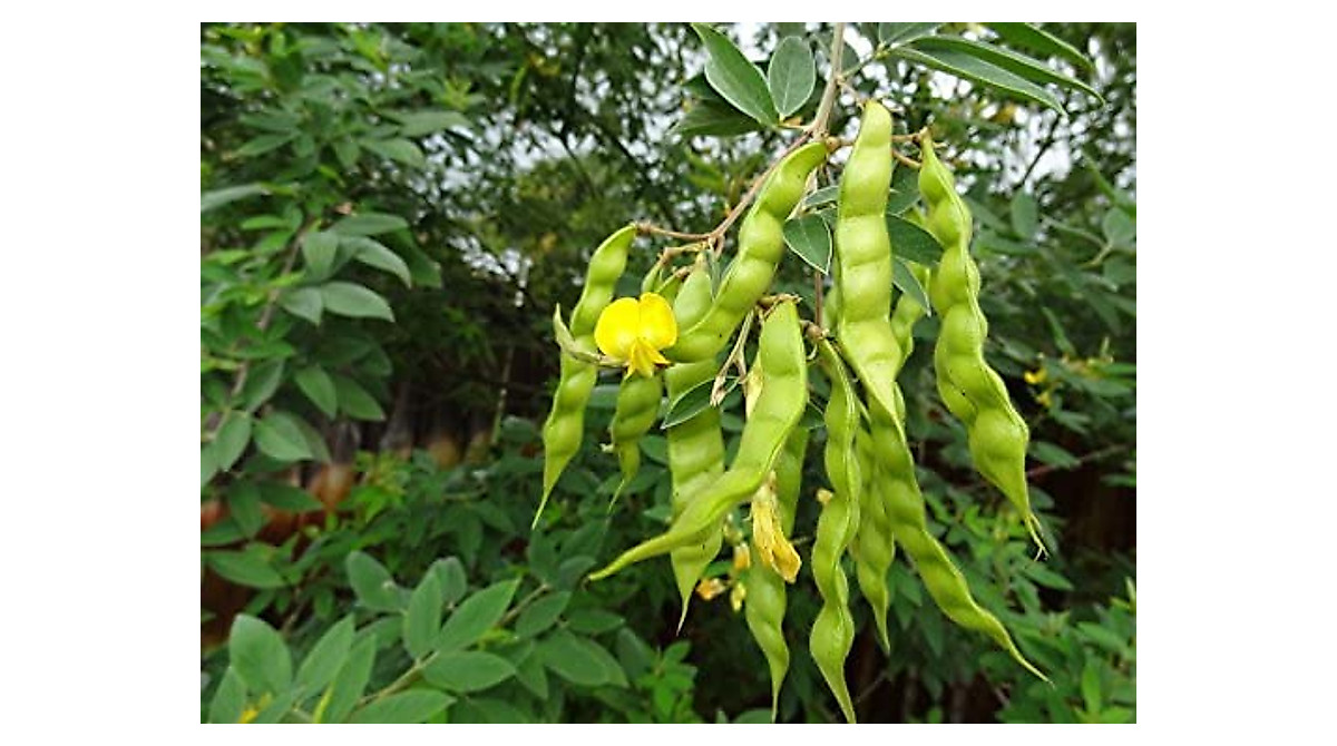 Heirloom Pigeon Pea Seeds - Quality Gungo Peas