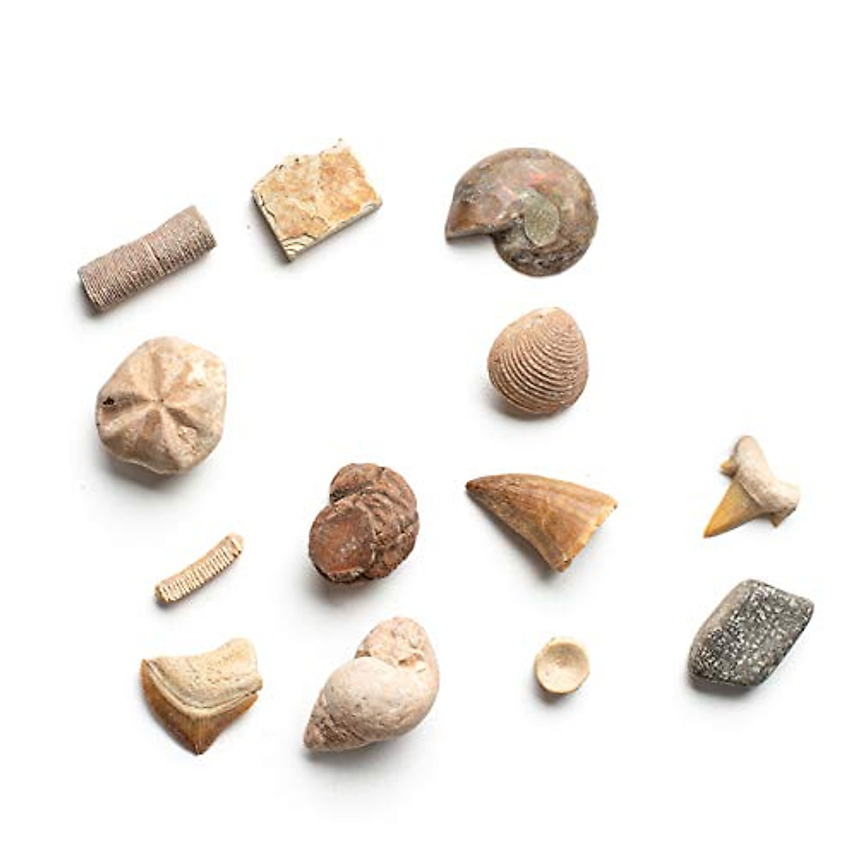 Dig a Dozen Fossil Bricks - Break Open 12 Bricks and Discover 12 Unique Real Fossils - Archaeology Science STEM Gift