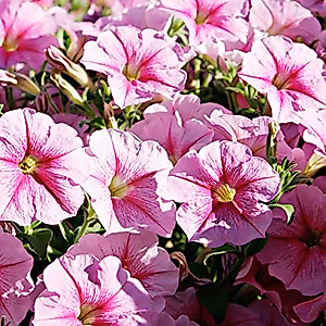Petunia Seeds Perennial Annual Low Maintenance Showy Attracts Butterflies & Hummingbirds GMO Free Bed Border Edging Hanging Baskets Patio Container Outdoor 250Pcs Mixed Colors by YEGAOL Garden