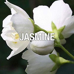 Curve Spark Eau De Toilette Perfume Spray, Perfume for Women, 1.0 fl oz