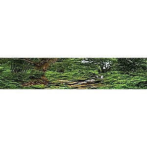 Reptile Habitat Background; Rain Forest with Stream, for Zoo Med 40 gal. 36Lx18Wx18H Terrarium, 3-Sided Wraparound