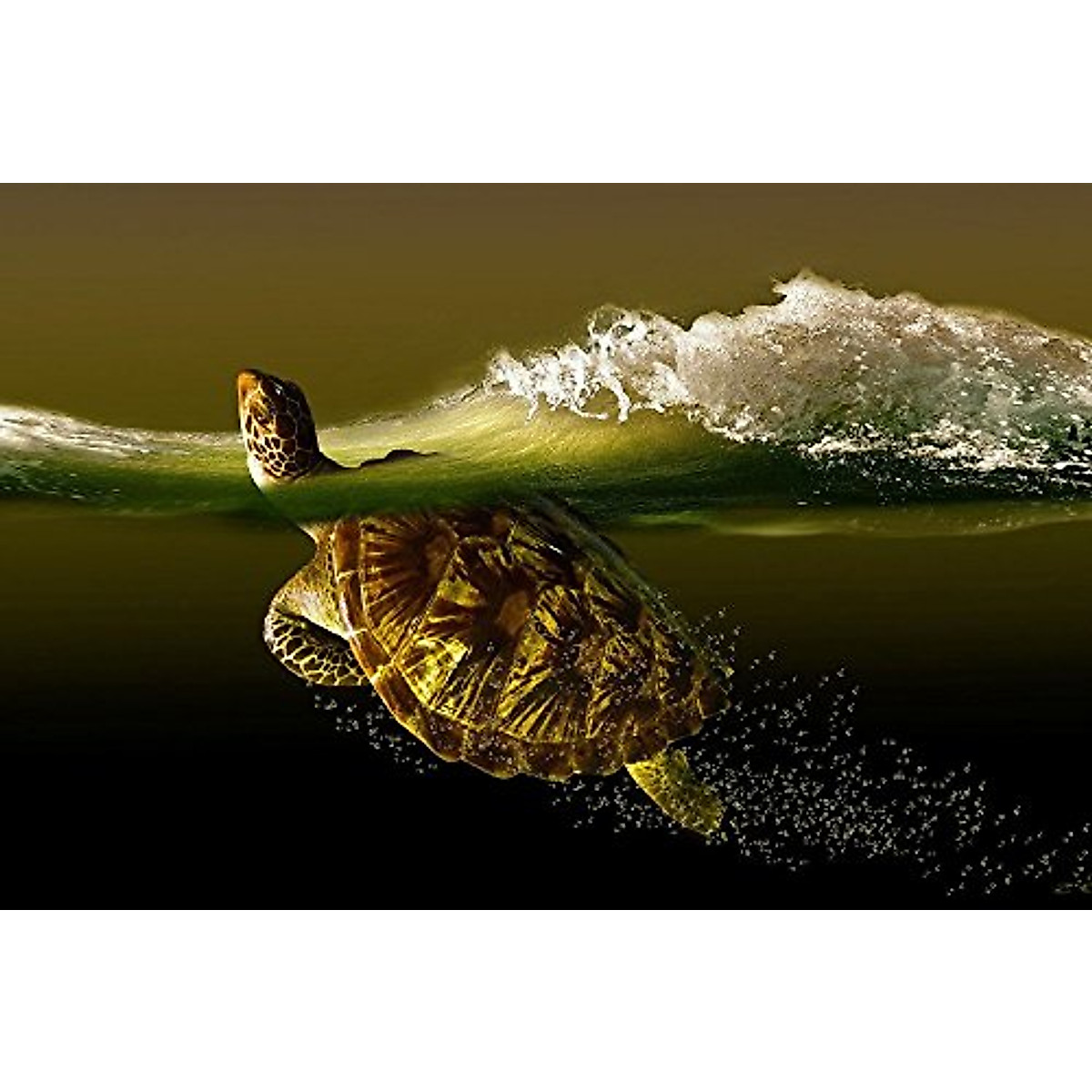 Bubbles Carapace Sea Tab Head Turtle Waves Animal Poster Fabric Silk Poster Print 95355