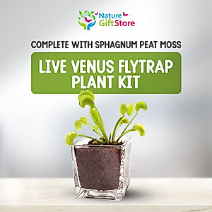 Nature Gift Store Live Adult Venus Flytrap Plant in Cube Vase: Venus Fly Trap Kit