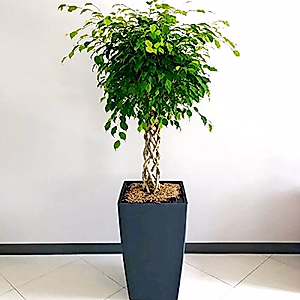 Ficus Benjamina Bonsai Weeping Fig Tree Benjamin Fig Ficus Tree Java Fig Chinese Banyan 20+ Seeds for Planting