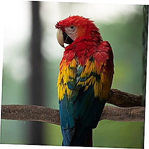 Mipcase 1pc Training Cockatiels Branches Toys Parakeet Supply Resistant Paw Perch Stand Wooden Accessories Conures Bird for Cage Stick Pet Bracket Caciques Parakeets Grinding Hamster