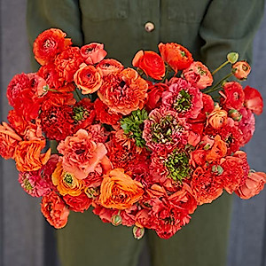Ranunculus Bulbs - Super Green Orange - 100 Bulbs - Orange Flower Bulbs, Corm Attracts Bees, Attracts Pollinators, Easy to Grow & Maintain, Fragrant, Container Garden