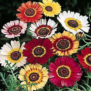 Outsidepride Chrysanthemum Rainbow Garden Cut Flower Painted Daisy Mix - 1000 Seeds