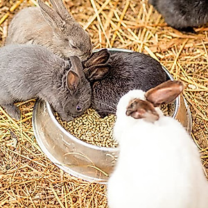 Blue Mountain Hay Organic Bedding Straw (3lb) Natural Animal Bedding Straw for Guinea Pigs, Chinchillas, Rabbits, Hamsters, Chickens, Feral Cats & Chicken Coops | Pet Bedding Straw | Pet Shelters