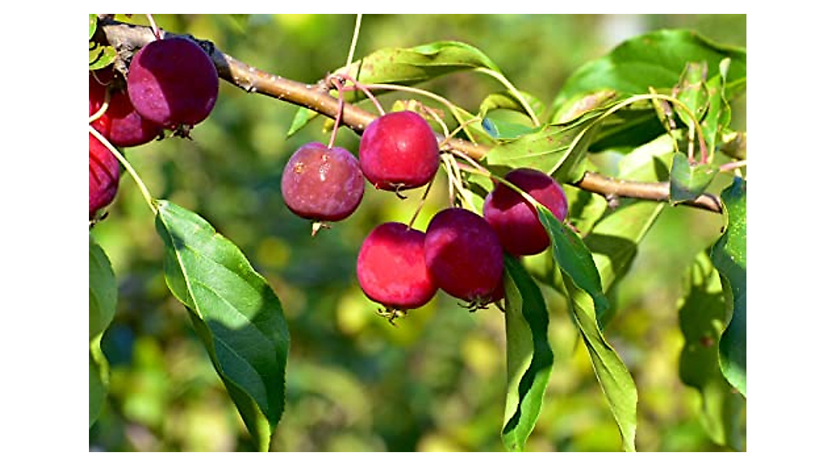 Buy 2 Dolgo Crabapple Trees - Hardy Live Plants