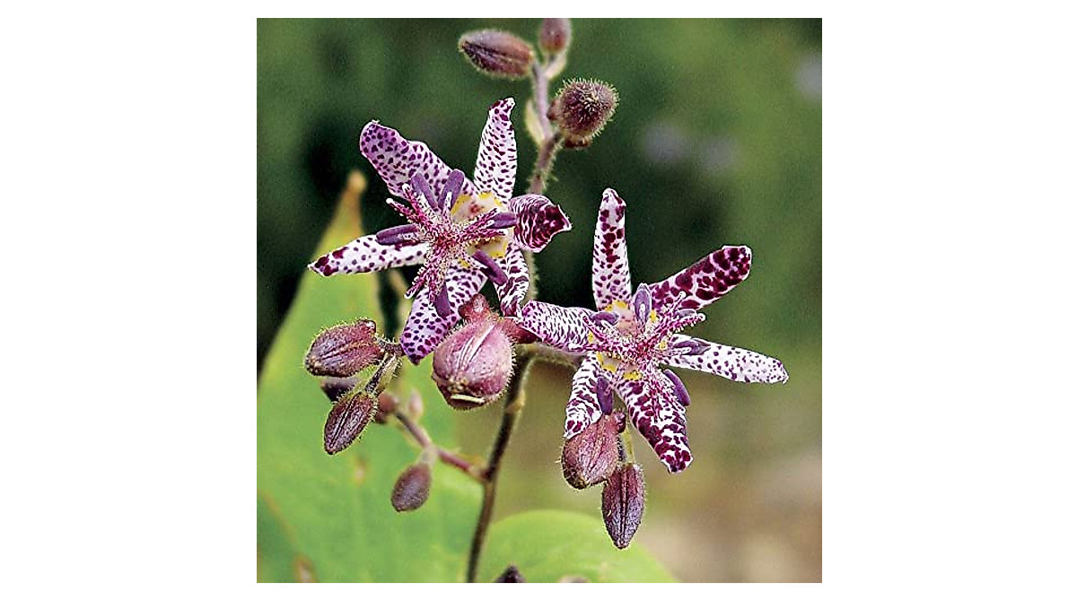 QAUZUY GARDEN Toad Lily Seeds - Easy to Grow Perennial
