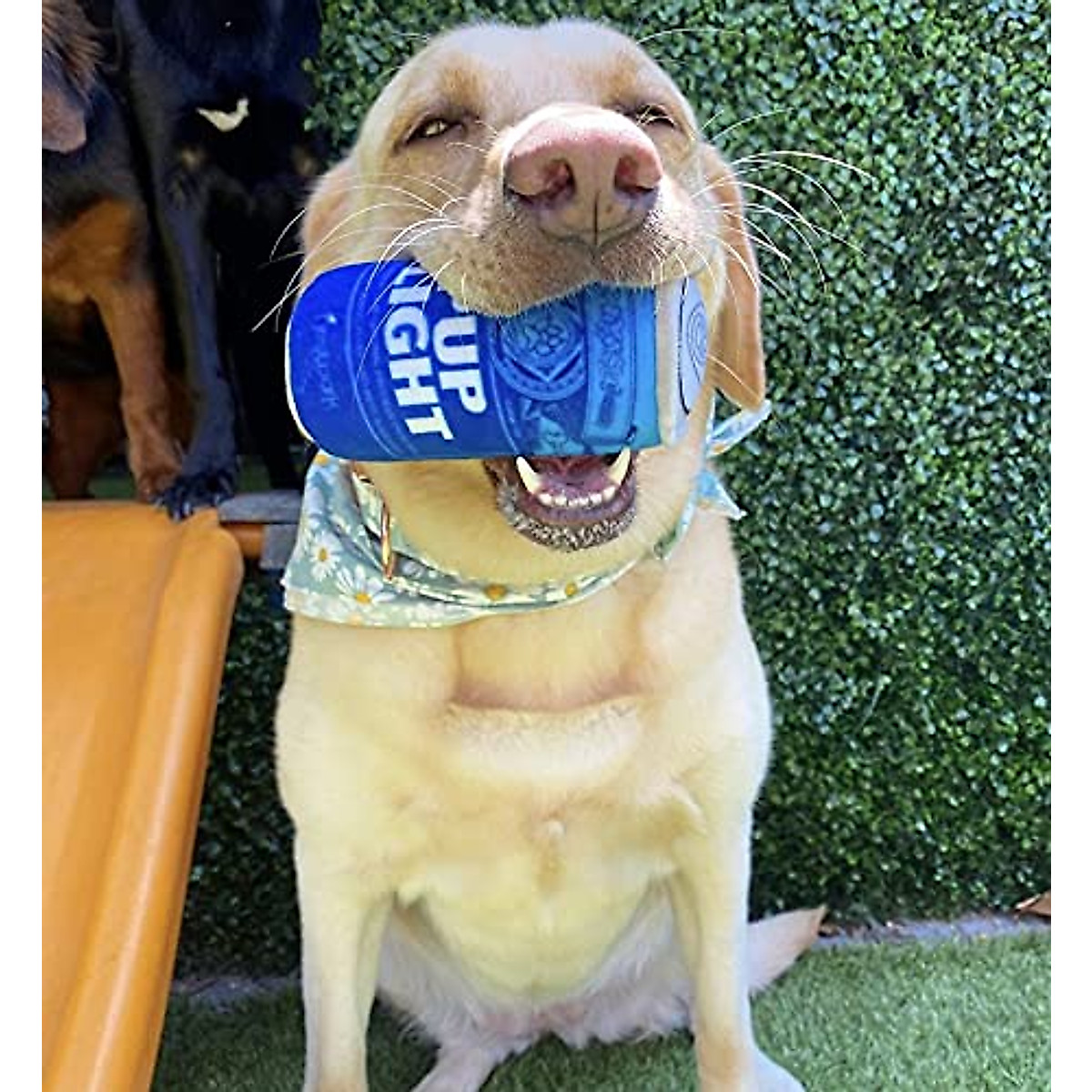 Nestpark Pup Light and Pups Blue Rubbin - Funny Dog Toys - Plush Squeaky Dog Toys for Medium, Small and Large - Cute Dog Gifts for Dog Birthday - Cool Stuffed Parody Dog Toys (2 Pack) (Mix)