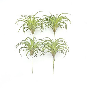 ZKTECH 4 Pack Artificial Succulent Plants Flocked Air Plants Grass Faux Flocking Tillandsia Air Plants Bromeliads for Home Garden Decor Terrarium Project Fake Artificial Plants Arrangement