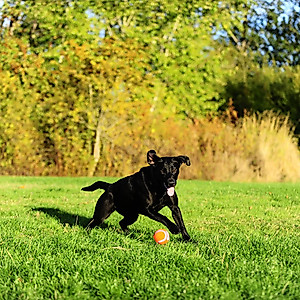 Chuckit Dog Tennis Ball Dog Toy, Large (3 Inch Diameter) for dogs 60-100 lbs, Pack of 2