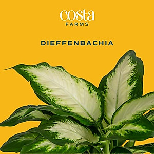 Costa Farms Dieffenbachia Live Indoor Plant, Easy to Grow Houseplant in Indoors Garden Planter Pot with Potting Soil, Grower's Choice, Birthday, New House Gift, Home and Room Decor, 12-14 Inches Tall