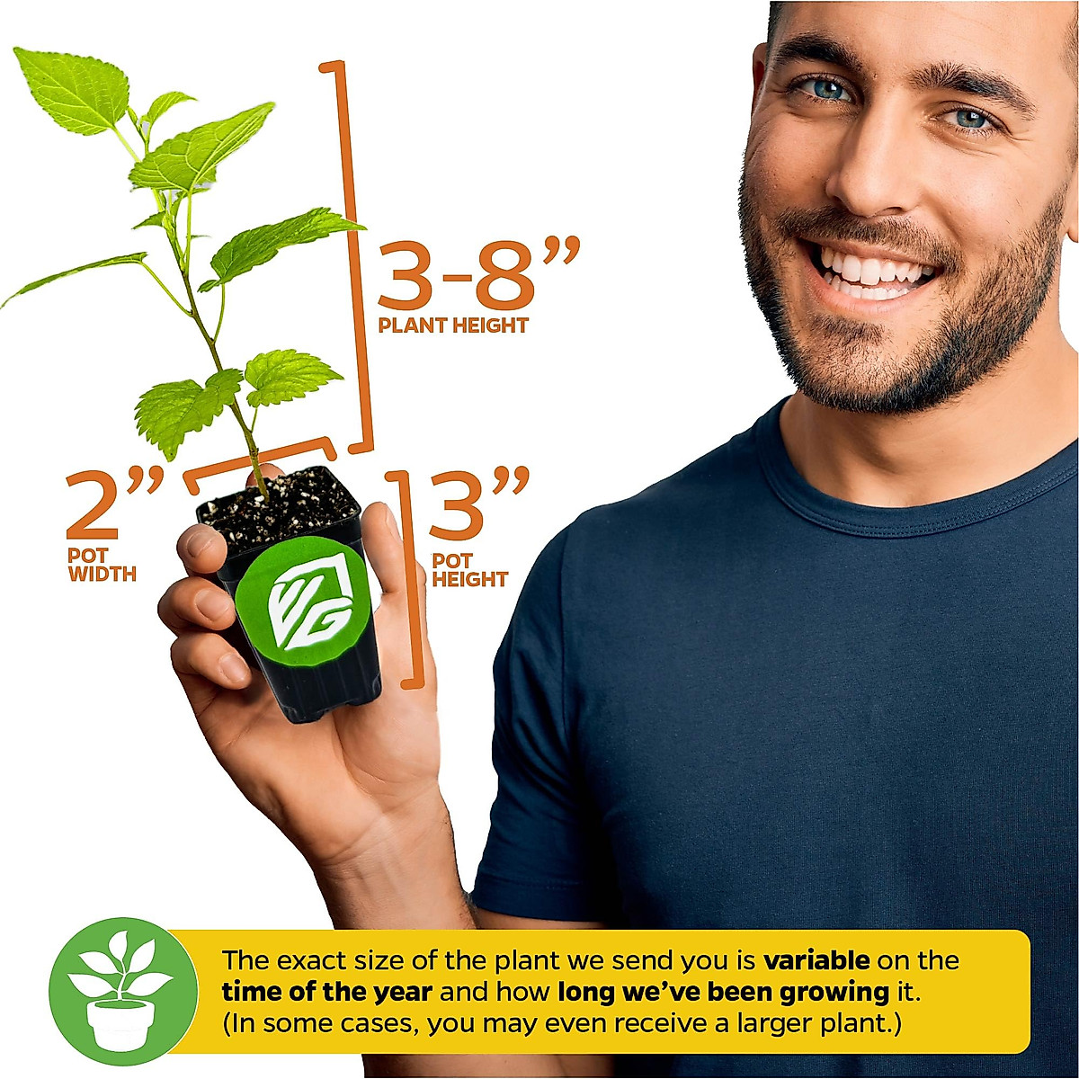 Dwarf Everbearing Black Mulberry Tree Live Plant - Morus nigra - Wellspring Gardens Premium Fruit Tress Live Plants - Great for Nature Lovers &amp; Gardeners - Perfect for Outdoor and Indoor Fruit Trees