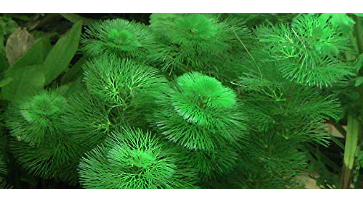 Marcus Fish Tanks - 3X Green Cabomba Caroliniana Live Aquarium Plants ...