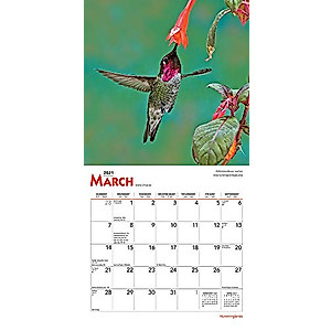 Hummingbirds 2021 Calendar: Foil Stamped Cover