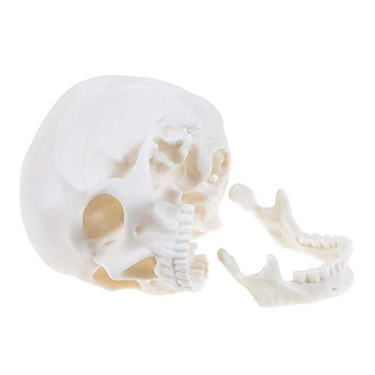 Thuepak Human Bones Skull Anatomy Model Resin Life Size Skeleton Heads Replica for Science Education Gift Decoration Halloween Christmas