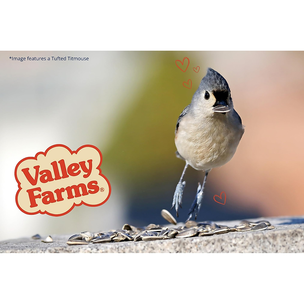 Valley Farms Striped Sunflower Wild Bird Seed for Outside Feeders, Striped Sunflower Seeds for Birds, Sunflower Wild Bird Food (25 LBS)