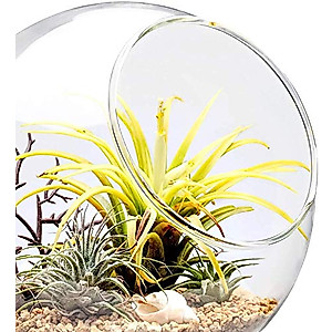 Mkono Plant Terrarium Display Glass Tabletop Succulent Air Plant Planter Globe Microlandschaft House, M