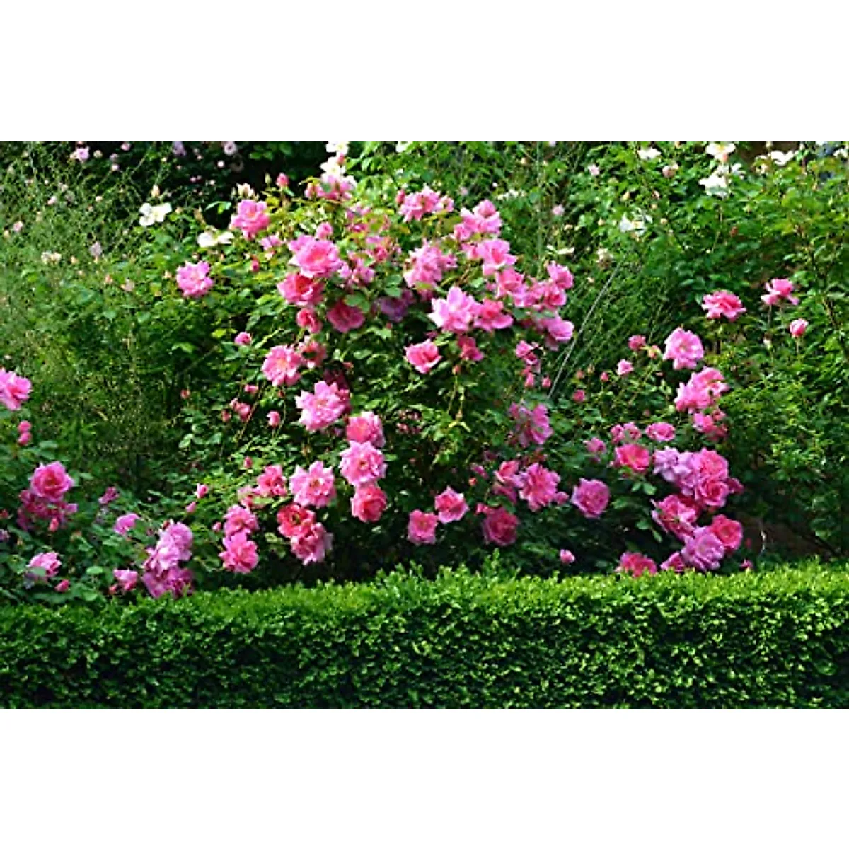 30 Seeds-Pink Wonder Shrub Rose Seeds