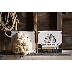 Hodgins Harvest Extra-Large Lion's Mane Mushroom Grow Kit (7lbs) | USDA Certified Organic | Grow Your Own Delicious Gourmet Mushrooms at Home