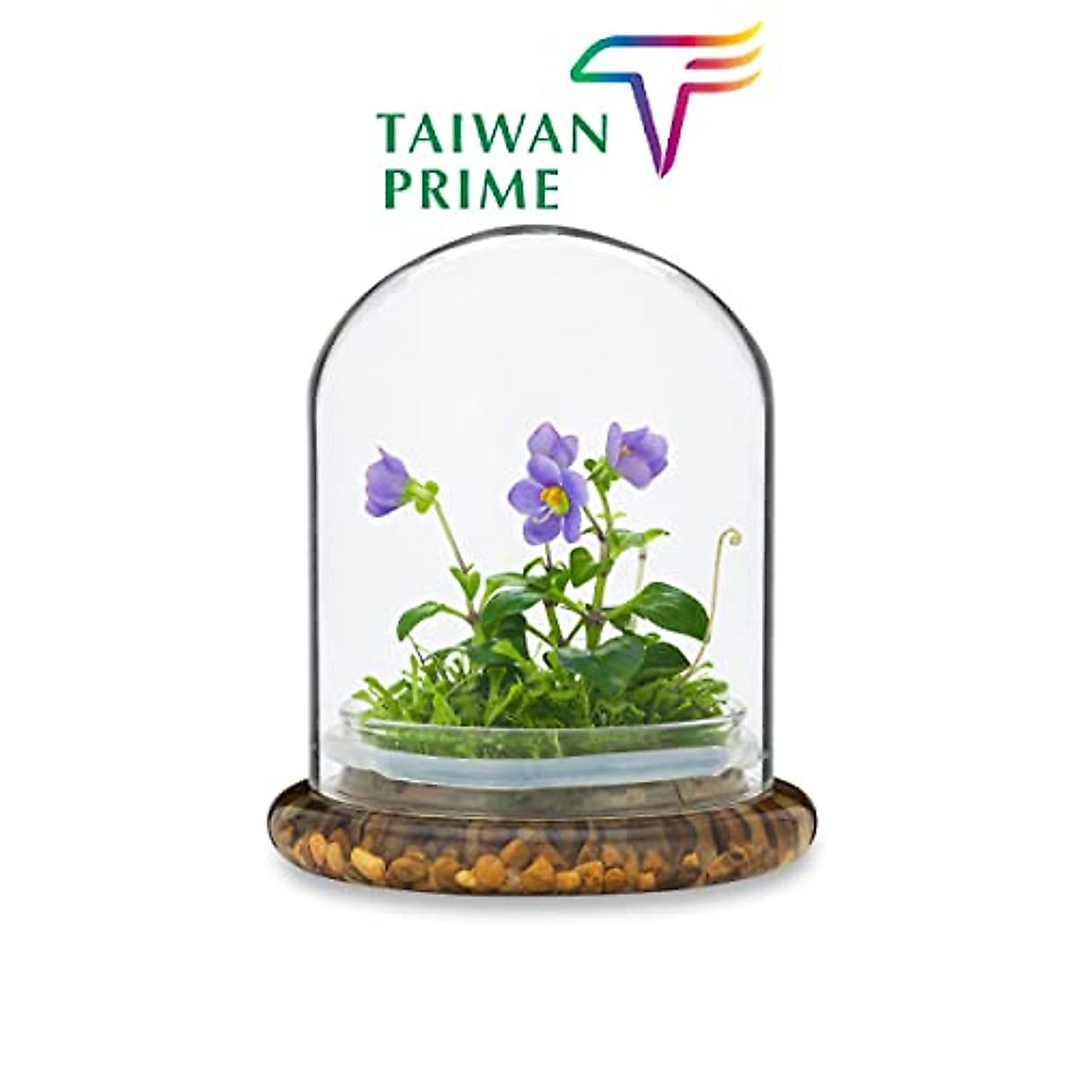 Award Winning: Persian Violet with Sundew Moss - Live Flower Terrarium in Self Sustaining Glass Jar, Maintenance Free and Blooms All-Season, Great Unique Gift and Home Decor, 100% Growth Guarantee