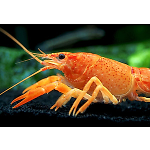 Aquatic Arts 1 Male Neon Red Crayfish | Live Freshwater Aquarium Lobster / Crawfish / Crawdad / Real Living Fish Tank Pet