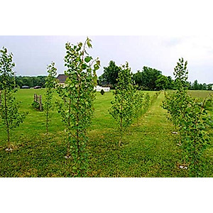 10 Fast Growing Hybrid Poplar Tree Cuttings - 14-18 inches Tall - Fast Growing - Get Privacy and Shade Very Fast with These Easy to Grow and Attractive Trees.