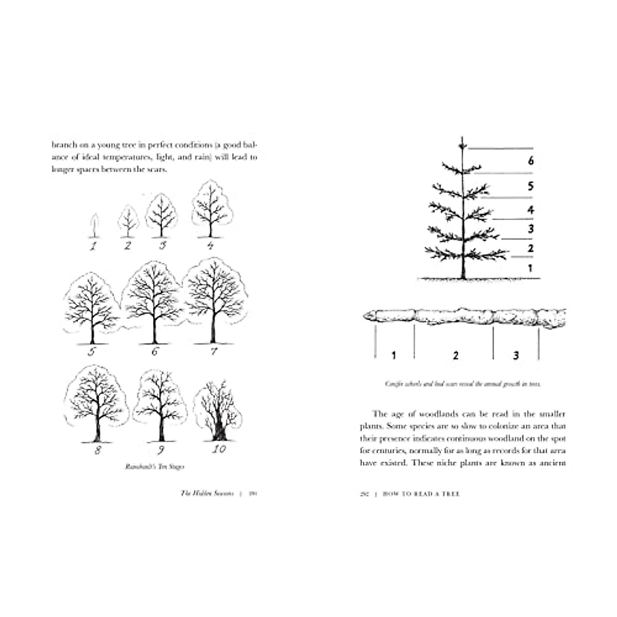 How to Read a Tree: Clues and Patterns from Bark to Leaves (Natural Navigation)
