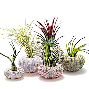 5 Pack Mini Sea Urchin Shell Air Plant Holders- 5 Styles Decorative Hanging Air Plant Pot Cute Tillandsia Succulent Display Container with Ropes for Home Garden Beach Theme Party Decors (No Plants)