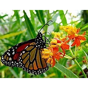 David's Garden Seeds Flower Milkweed Tropical 1195 (Multi) 200 Non-GMO, Heirloom Seeds