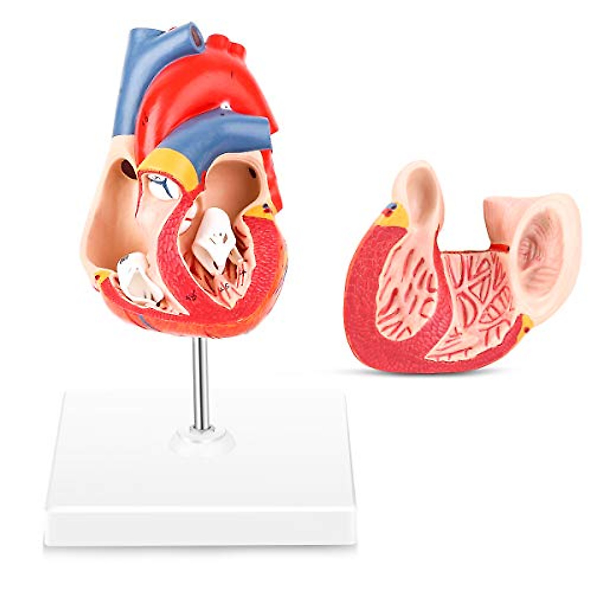MIIRR Human Heart Model, 2-Part Life Size Heart Model Educational Tool, 3D Heart Model Anatomy, Accurate Numbered Heart Medical Anatomy Model with Magnets on Base