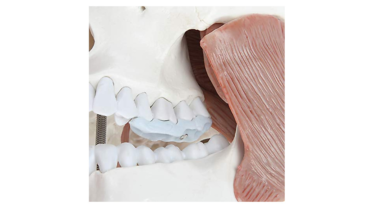 Human Skull Model with Masticatory Muscles - Life Size & Anatomically ...