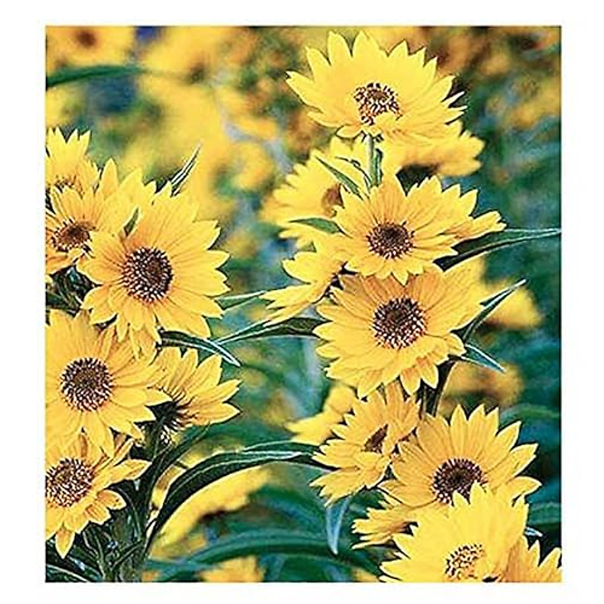 Maximilian Sunflower Seeds - Attracts Bees and Butterflies - Perennial Sunflower Native to North America, Approximtely 600 Seeds