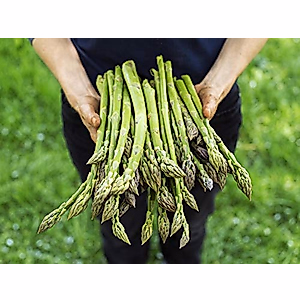 Seeds Asparagus White Giant Vegetable Garden Heirloom for Planting Non GMO